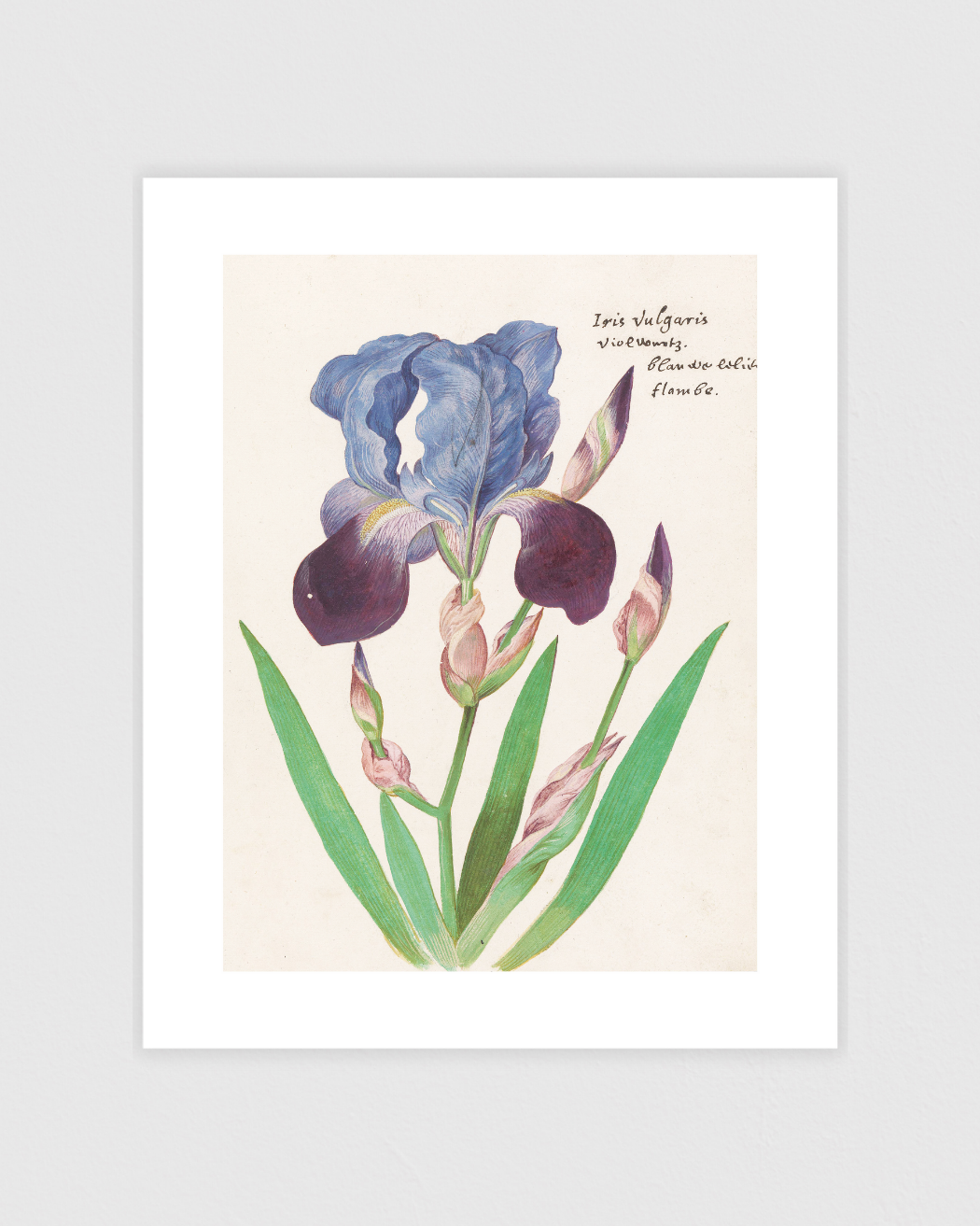 Paarse Iris | Poster at Posterton